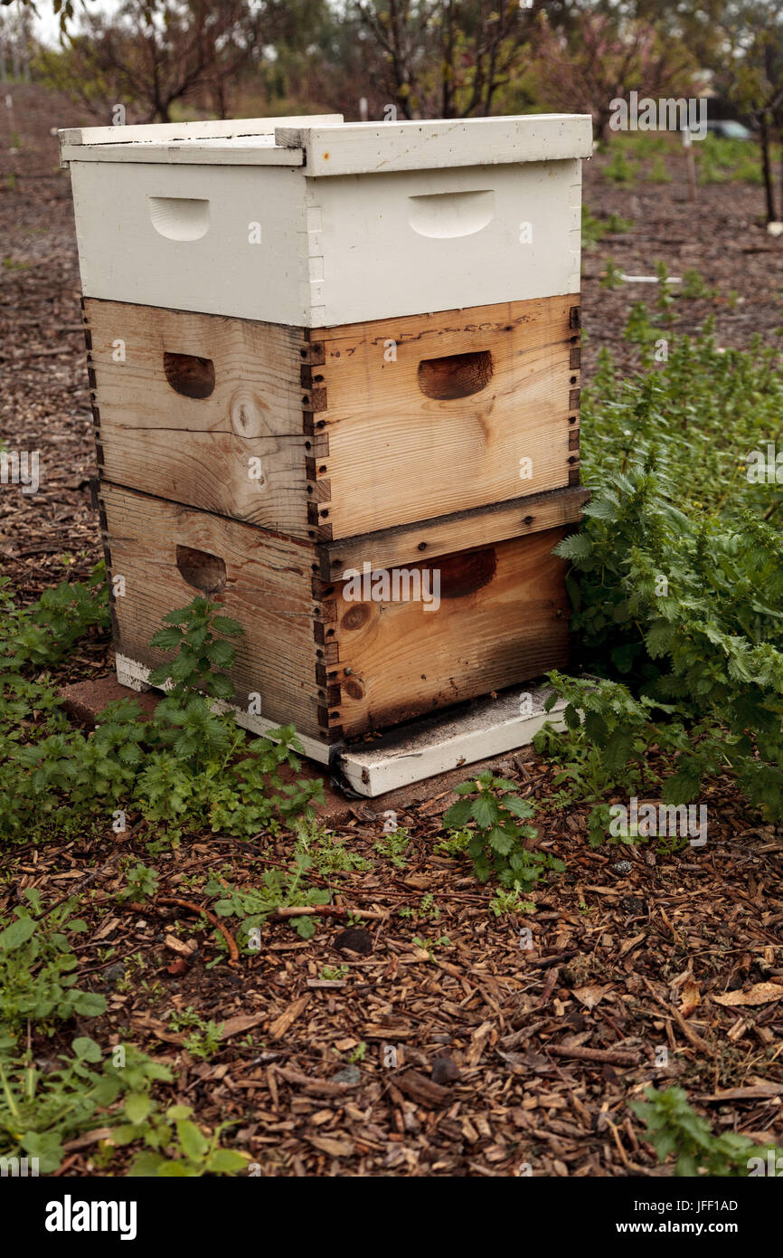 Stacks of langsroth bee hives Stock Photo - Alamy