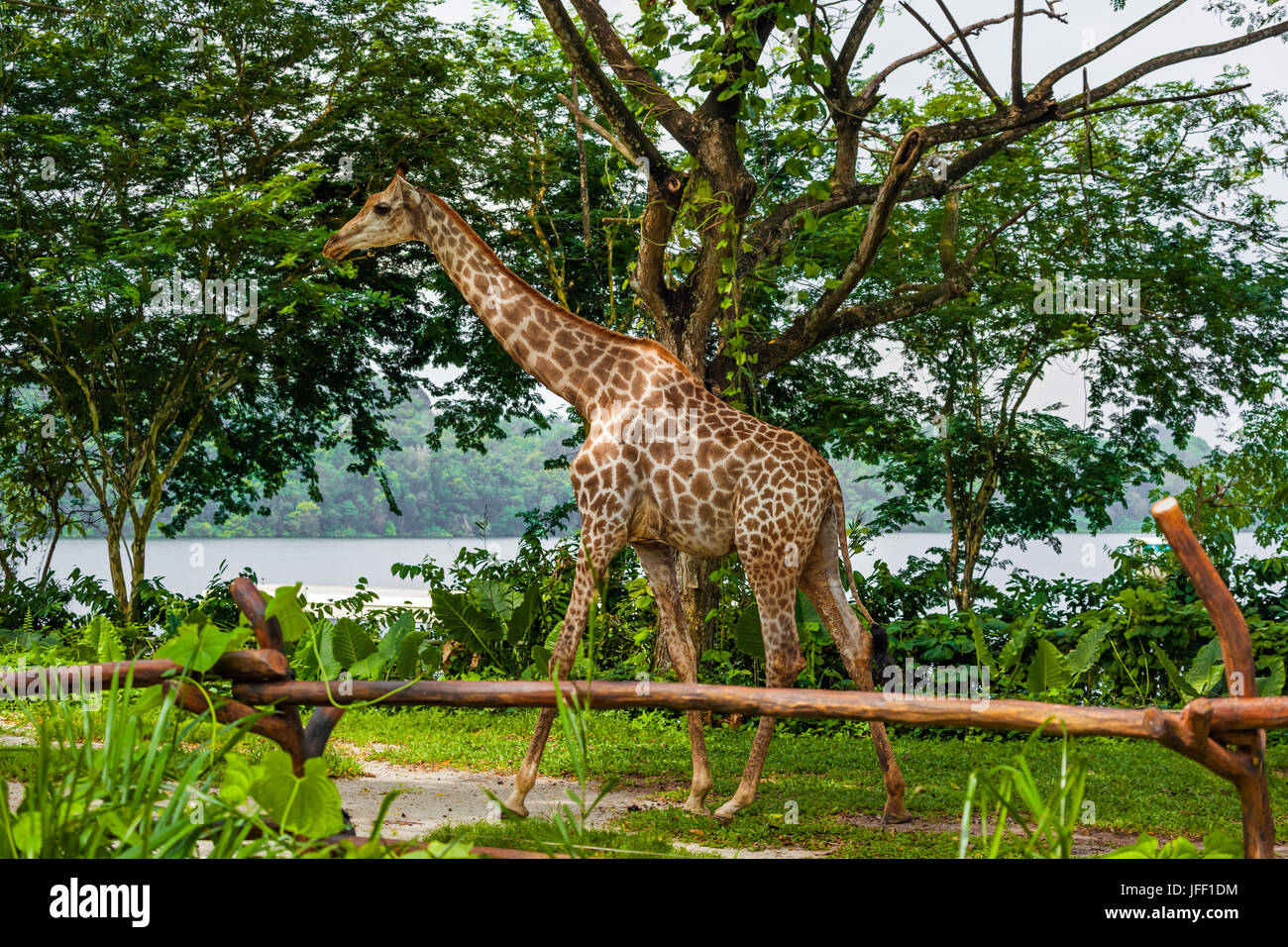 Giraffe hi-res stock photography and images - Alamy