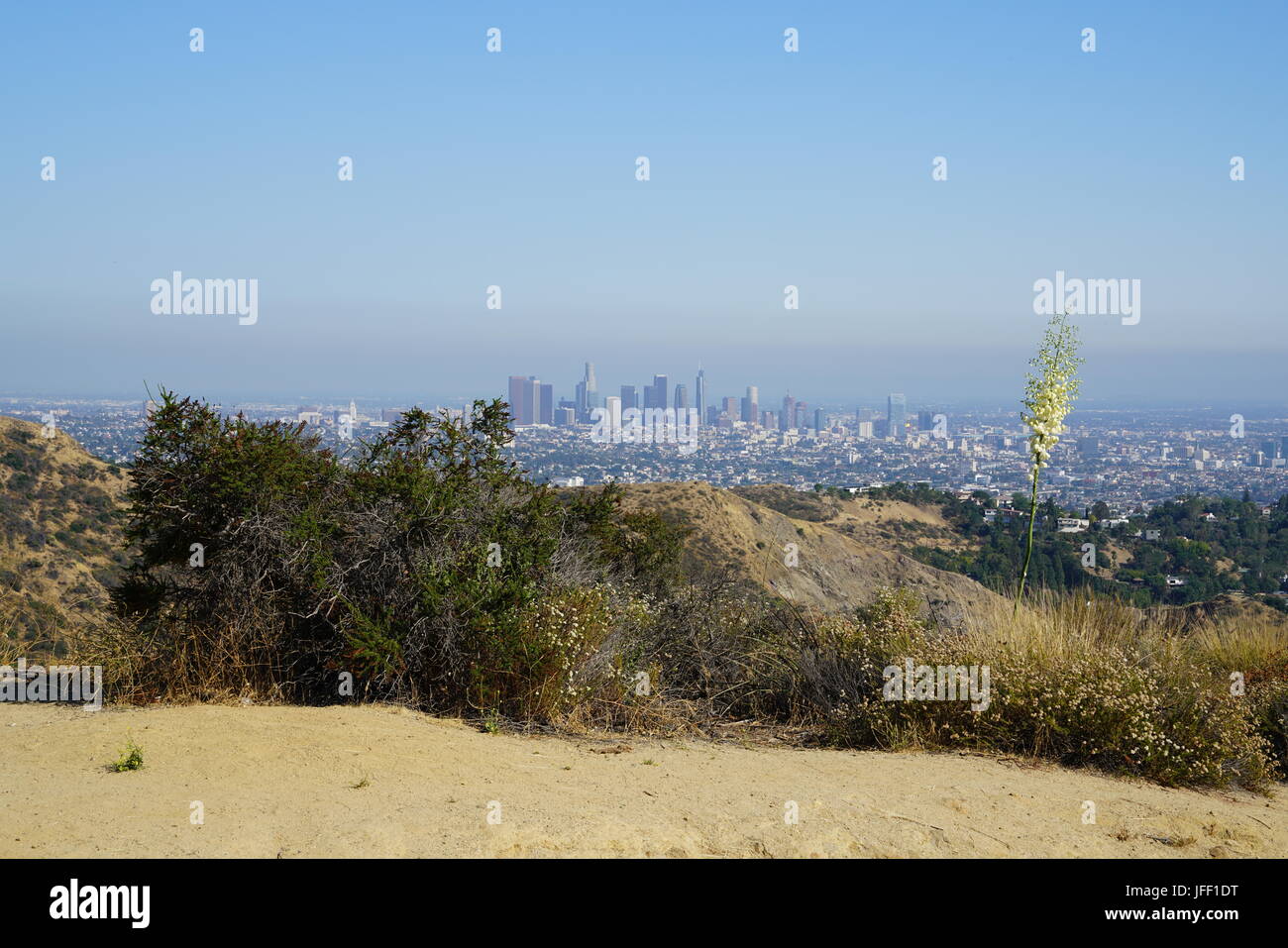 Downtown Los Angeles view from Hollywood hills with flowers and grass ...