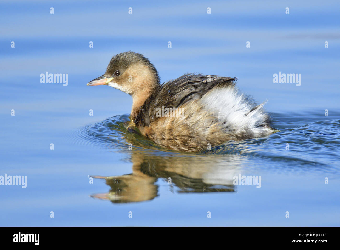Little grebe winter hi-res stock photography and images - Alamy