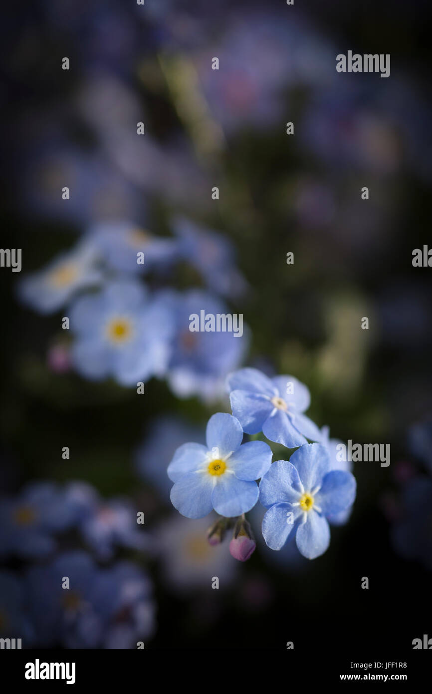 Blue Forget-me-not flowers Stock Photo - Alamy