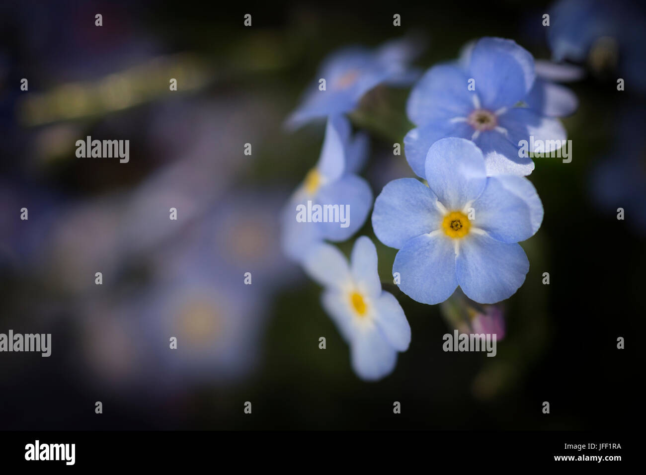 Blue Forget-me-not flowers Stock Photo - Alamy