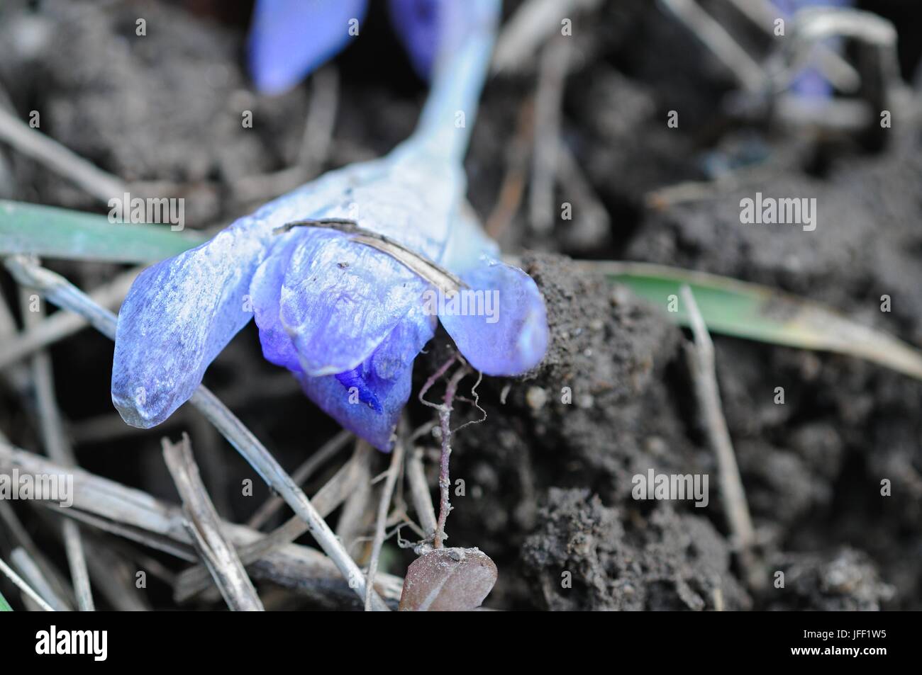 withered after flowering Crocus Stock Photo - Alamy