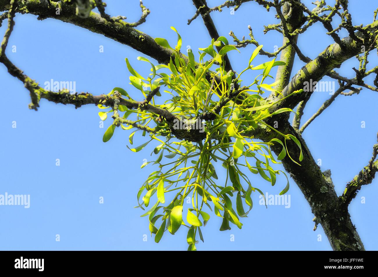Parasitic on apple tree hi-res stock photography and images - Alamy