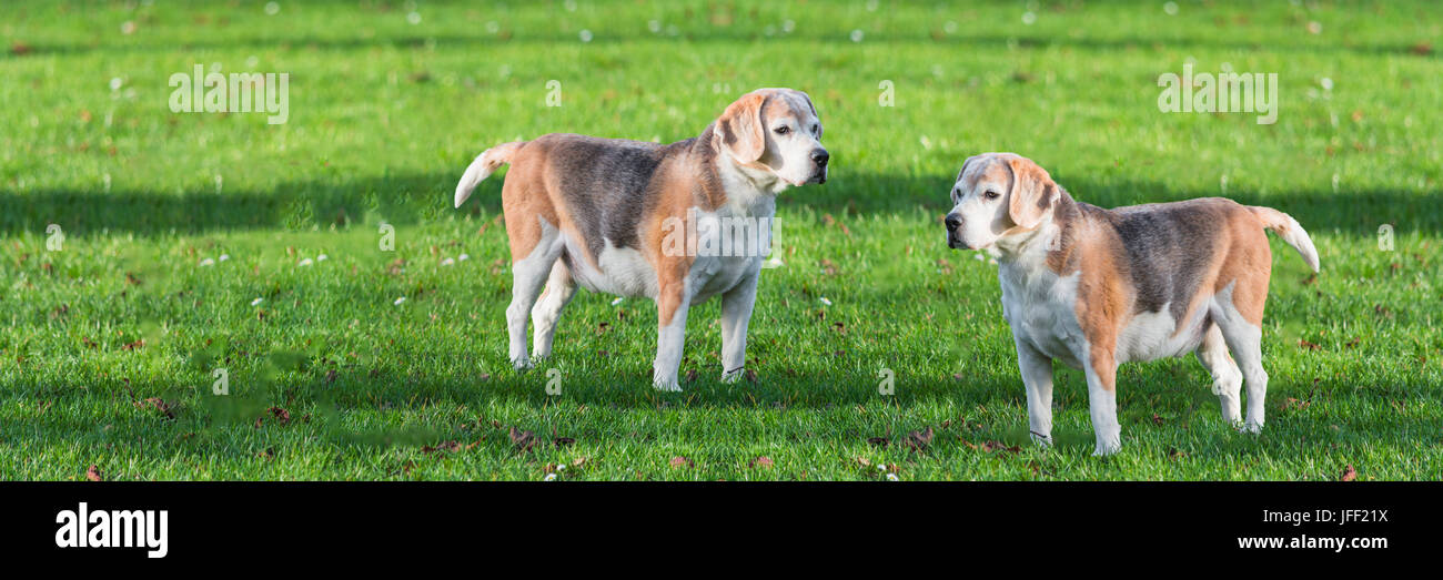 Cute Dogs Two Dogs On Lawn Green Grass Green Grass Green Lawn White Dog ...