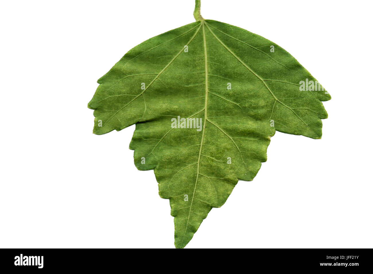 Plant stem texture hi-res stock photography and images - Alamy
