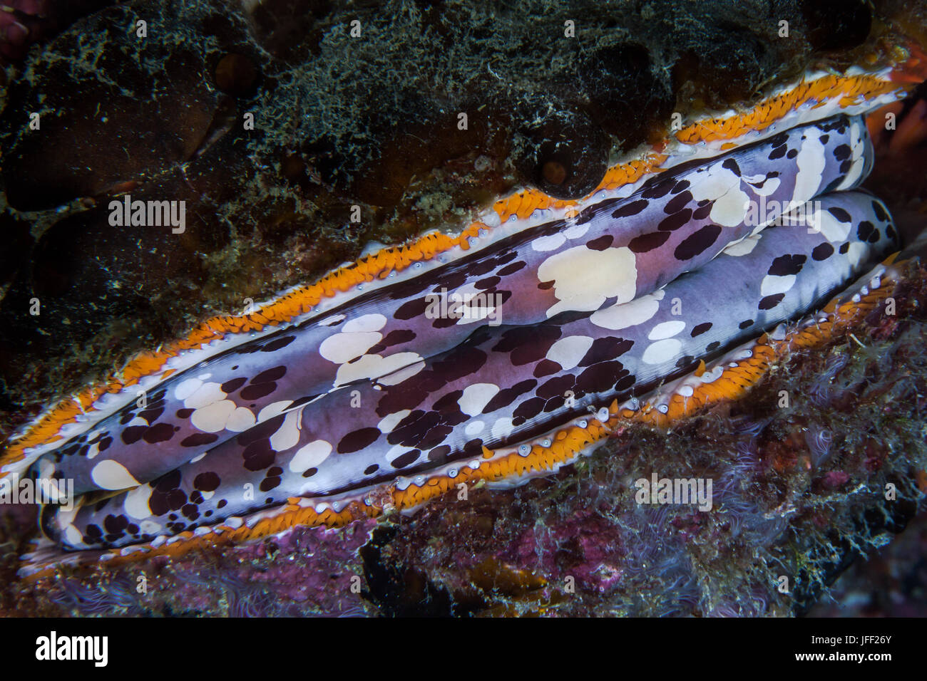 Close up image of scallop shows internal blue spotted body, bright ...