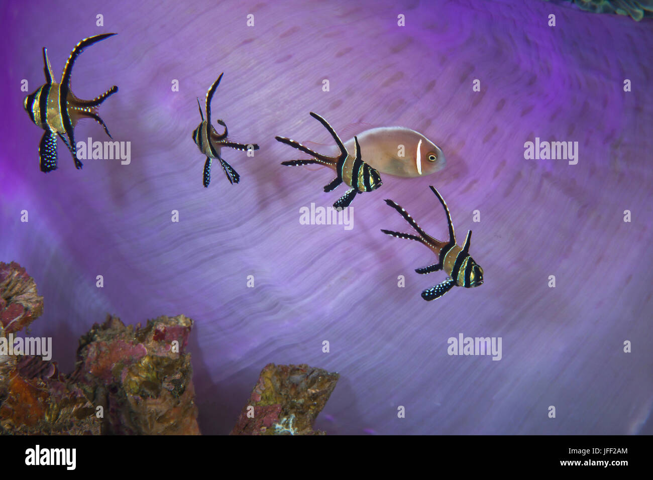 Banggai cardinalfish and pink skunk clownfish share habitat on ...