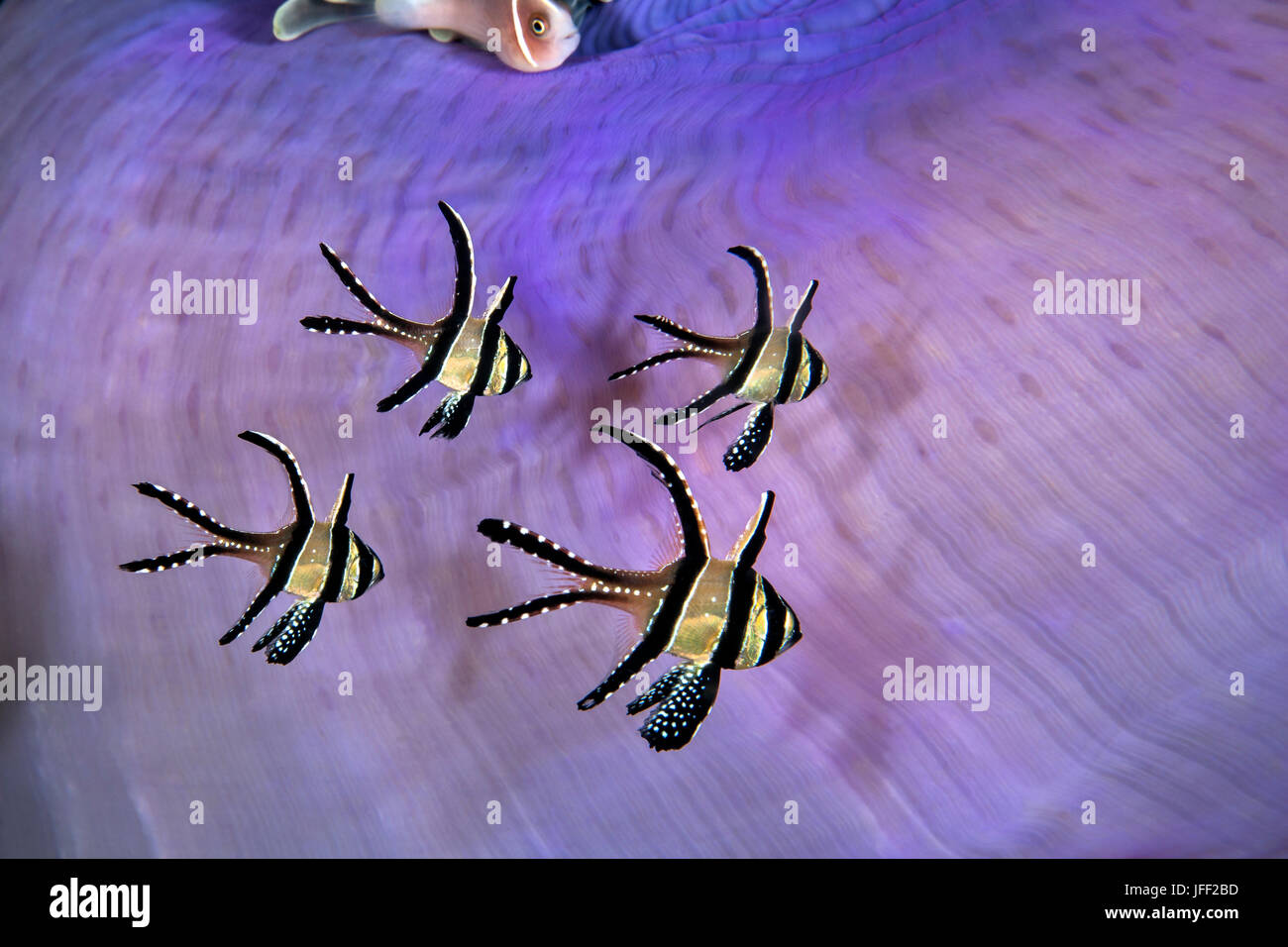 Pink skunk clownfish (Amphiprion periderion) watches Banggai ...