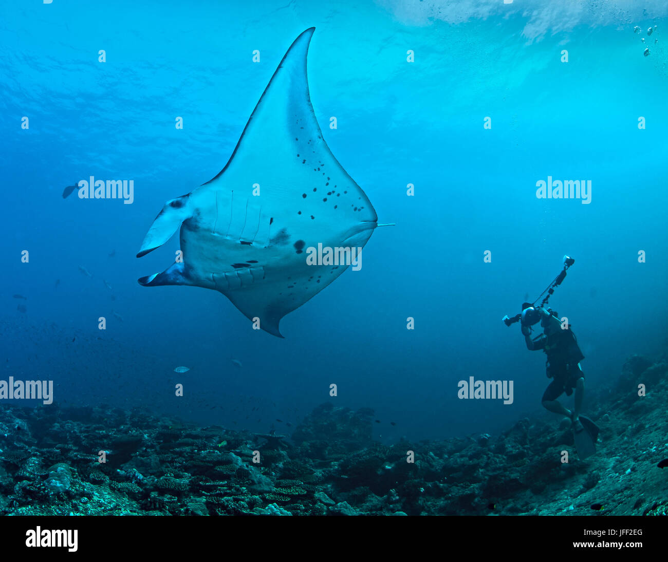 Underwater photographer gets a close-up shot of oceanic manta ray at ...