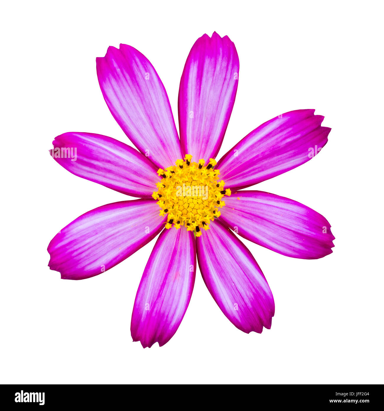 Beautiful pink flower cosmos Cut Out Stock Images & Pictures - Alamy