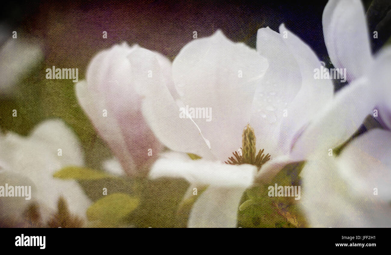 Magnolias Texture High Resolution Stock Photography and Images - Alamy