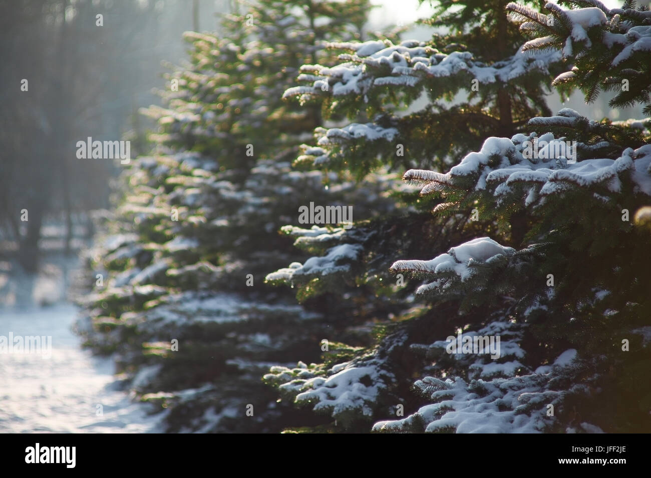 Green prickly fir tree hi-res stock photography and images - Alamy