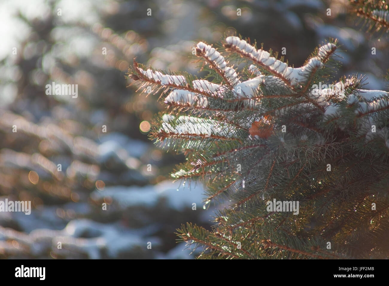 Fir tree prickly green hi-res stock photography and images - Alamy