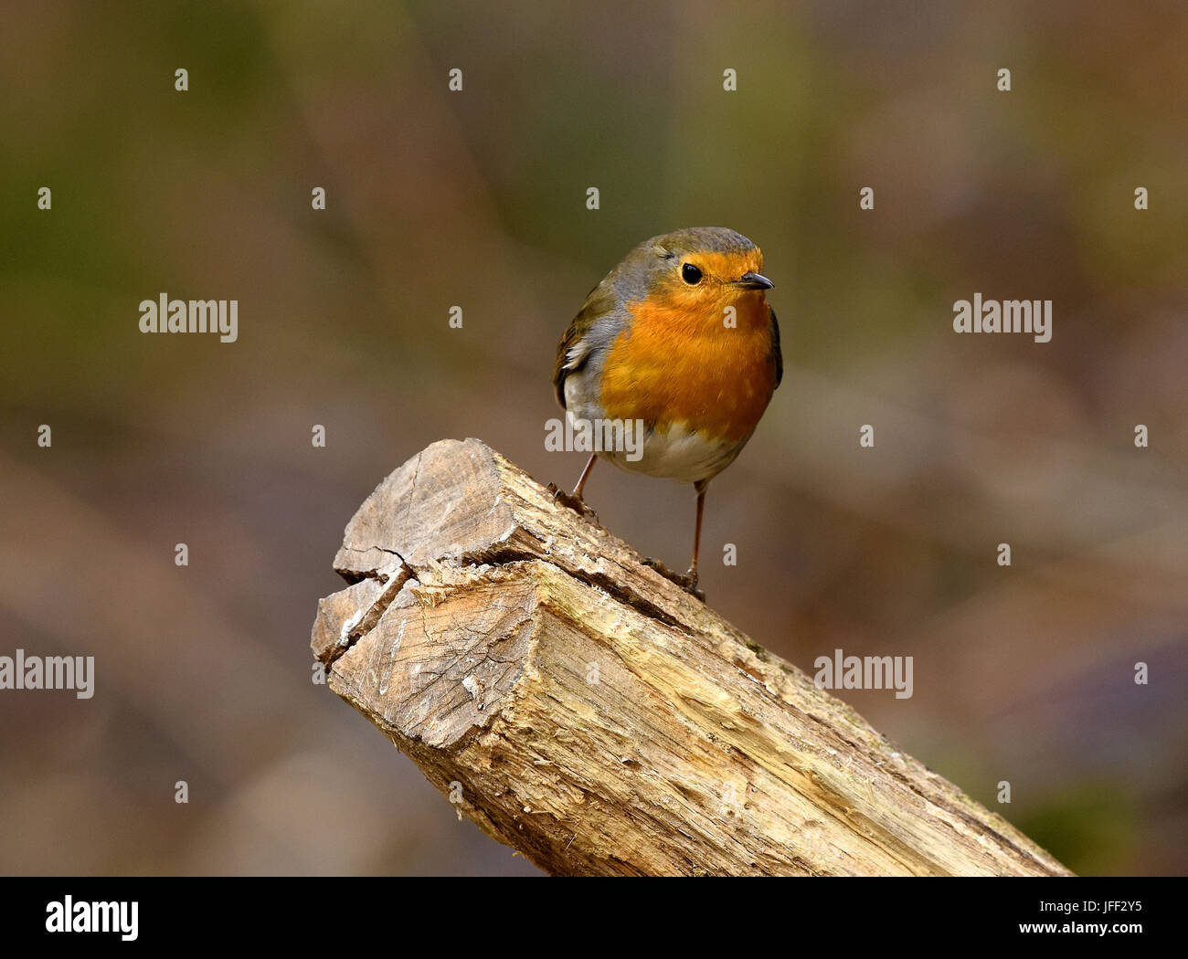 Ruddock hi-res stock photography and images - Alamy