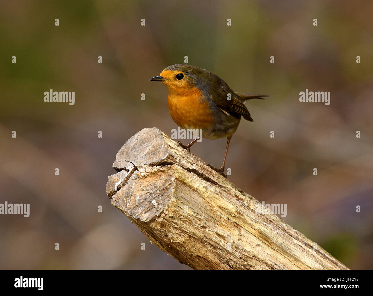 Redbreast hi-res stock photography and images - Alamy