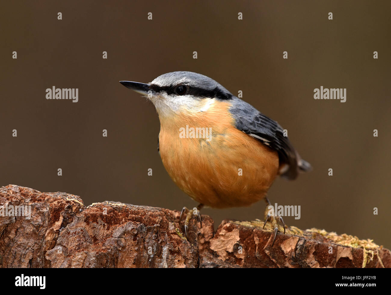 Nuthatch songbird bird hi-res stock photography and images - Alamy