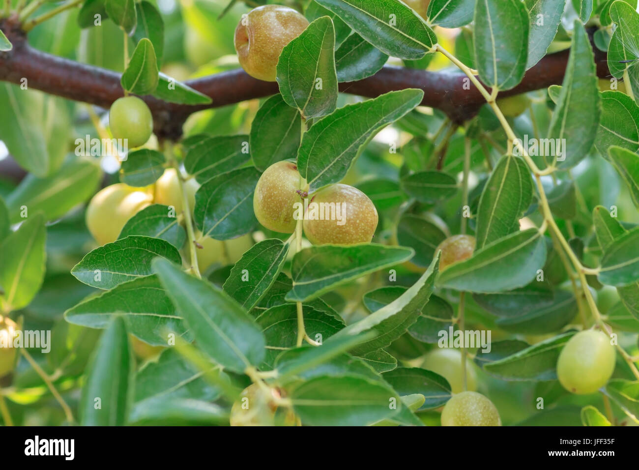 Ripe, juicy fruit Jujube closeup Stock Photo - Alamy