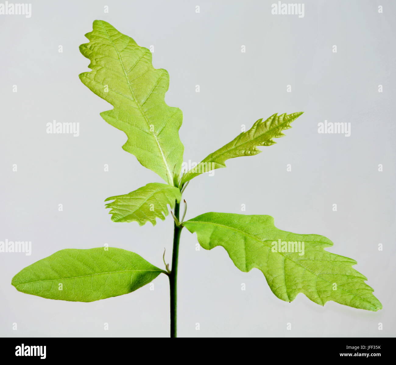 Oak sapling seedling acorn hi-res stock photography and images - Alamy