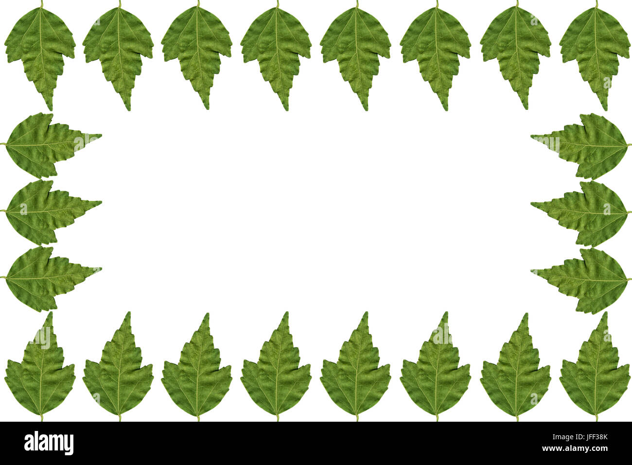 Floral frame made of green plant leaves Stock Photo - Alamy