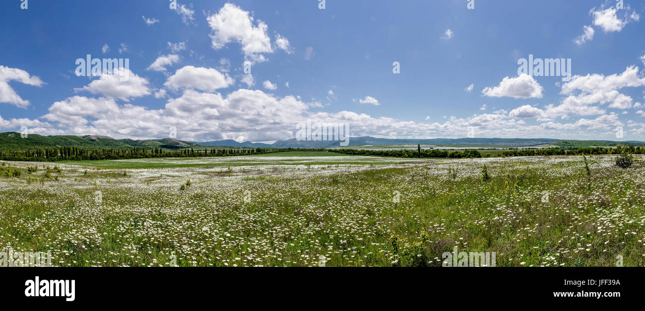 field of daisy flowers Stock Photo - Alamy
