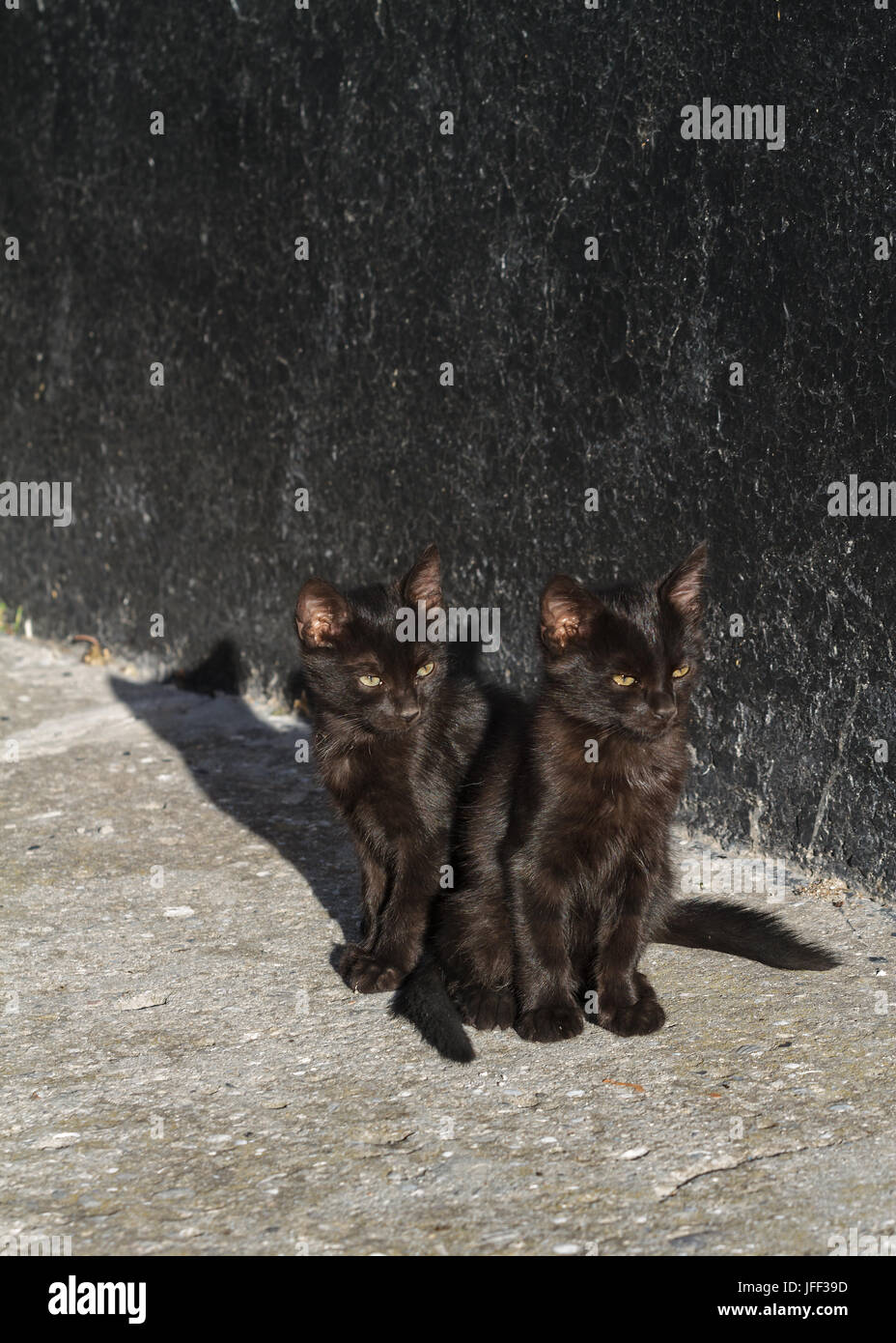 Two black kittens hi-res stock photography and images - Alamy