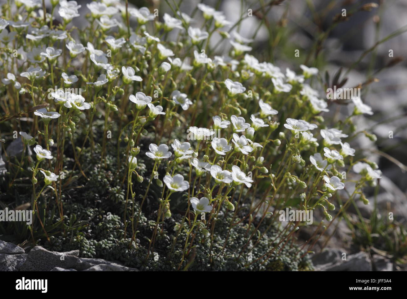 Rockfoil hi-res stock photography and images - Alamy