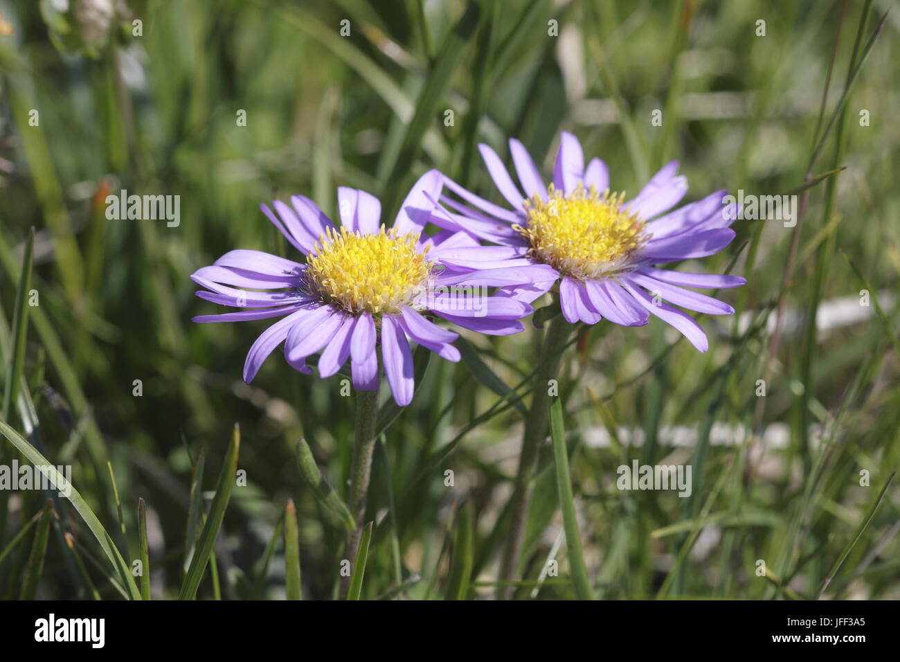 Alpenaster hi-res stock photography and images - Alamy