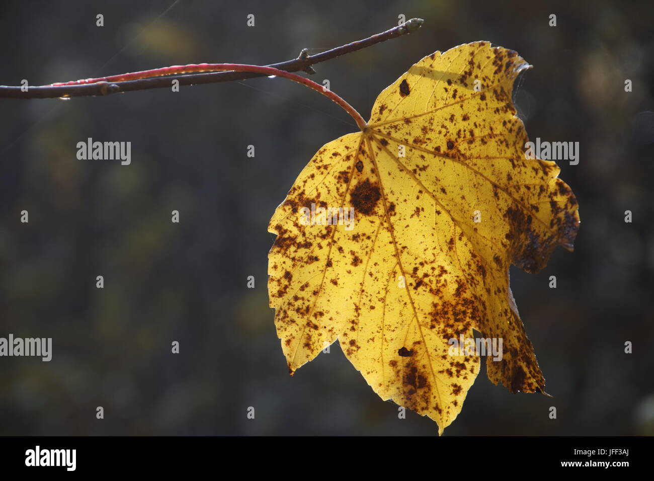 Maple leaf colors hi-res stock photography and images - Alamy