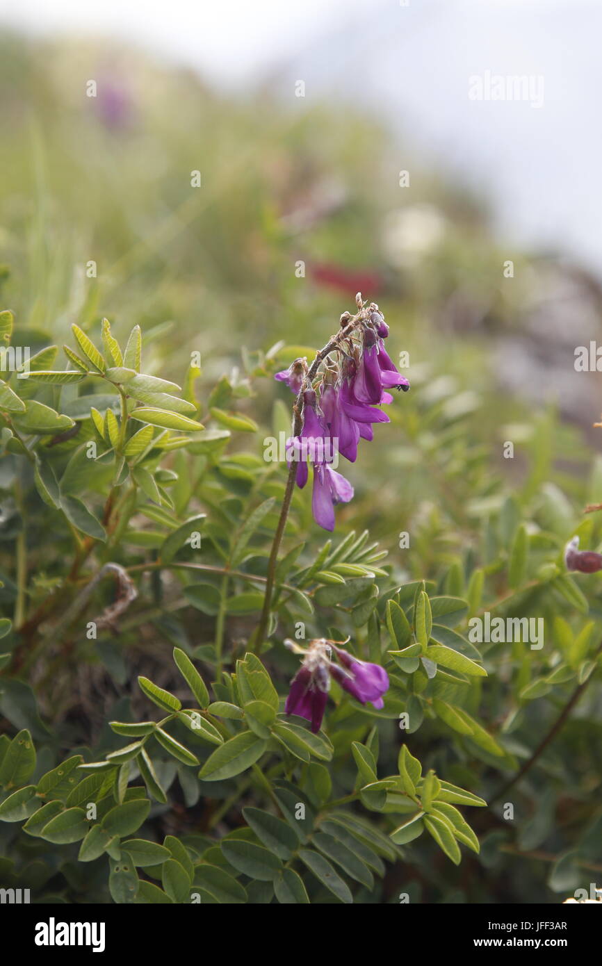 Hedysarum hedasaroides hi-res stock photography and images - Alamy