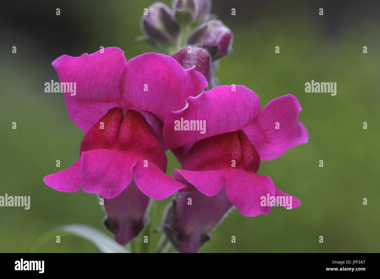 Dragon flowers hi-res stock photography and images - Alamy