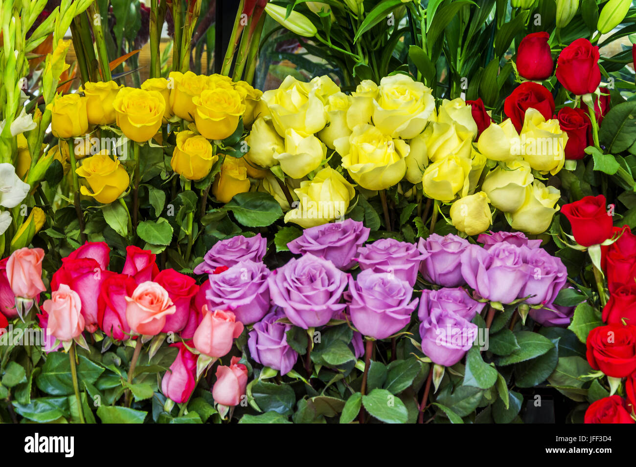 a group of colorful roses Stock Photo - Alamy