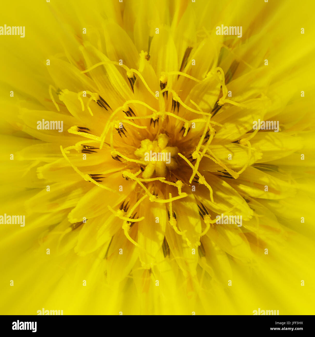 yellow flower close-up Stock Photo - Alamy