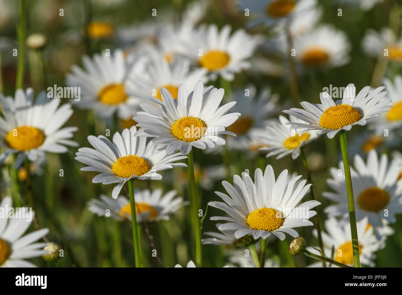 field daisy closeup Stock Photo - Alamy
