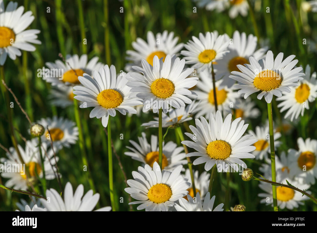 Daisy closeup flower field hi-res stock photography and images - Alamy