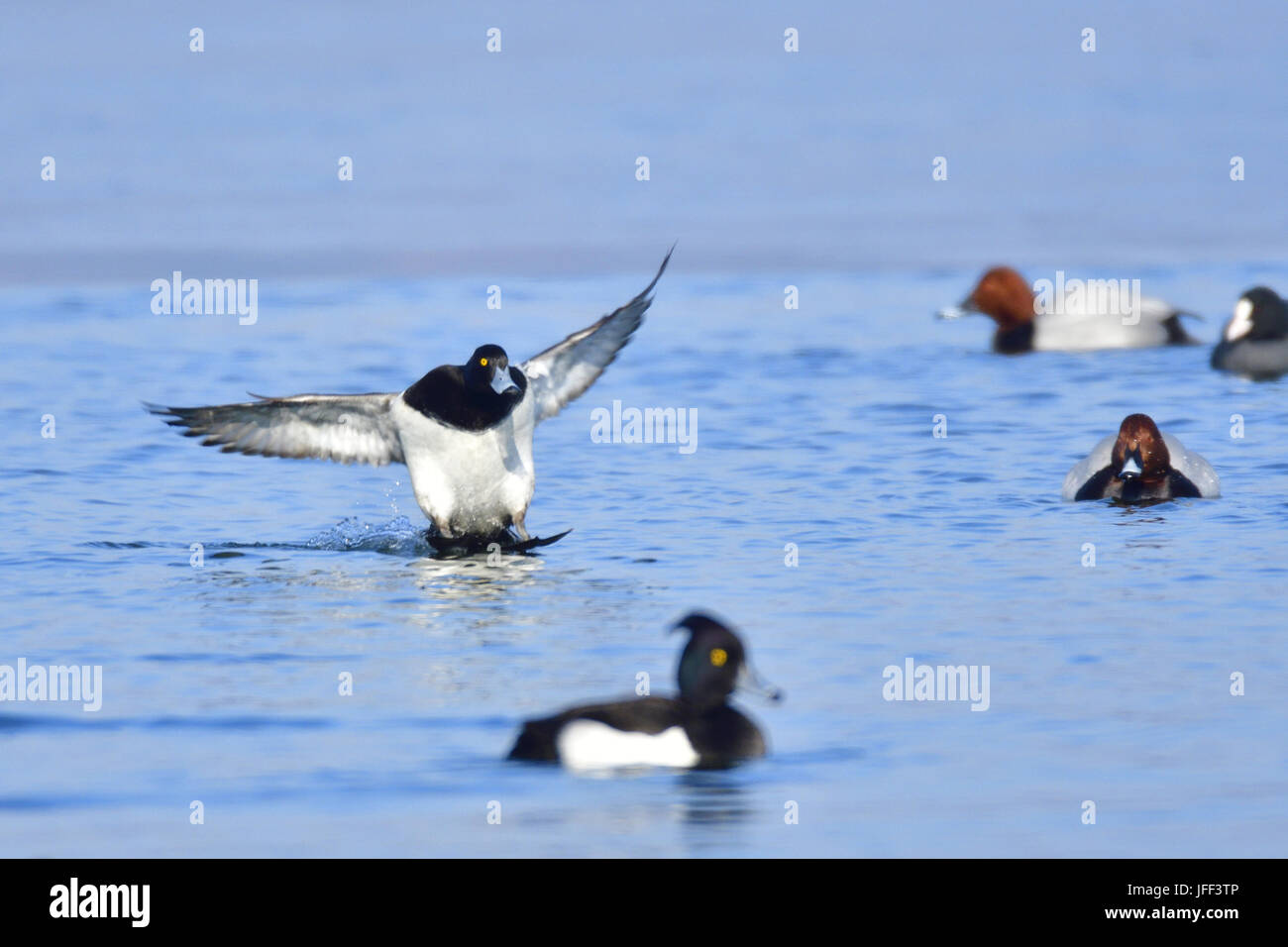 Male tufted duck fuligula small hi-res stock photography and images - Alamy