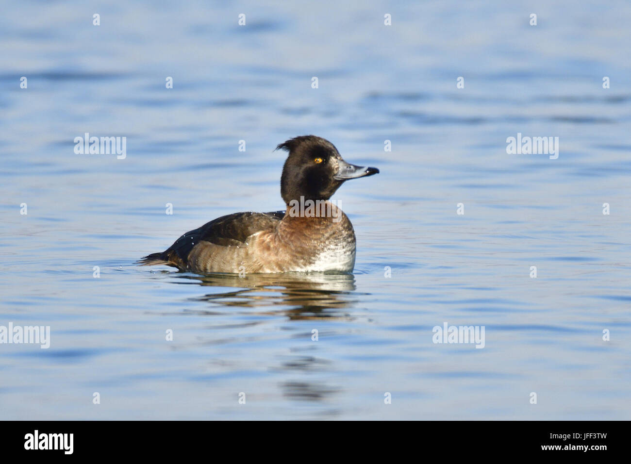 One tufted duck hi-res stock photography and images - Alamy