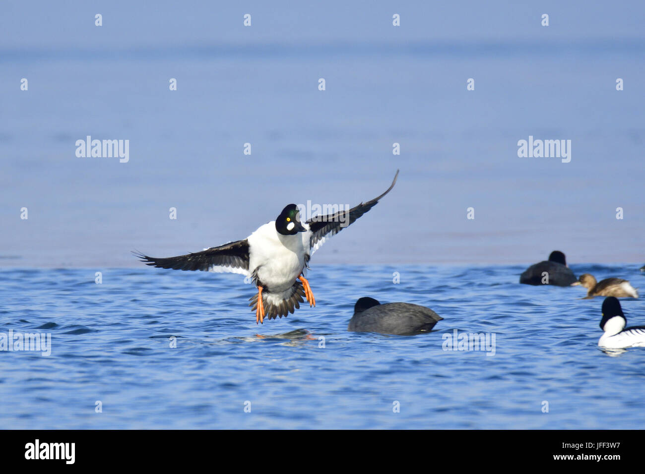 Common goldeneye pair hi-res stock photography and images - Alamy