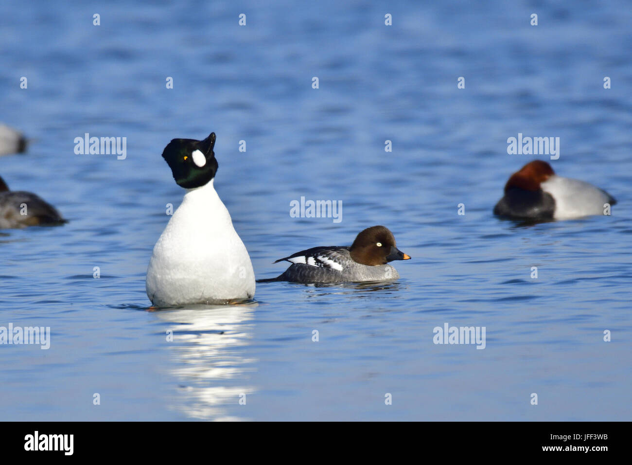 Goldeneye male and female hi-res stock photography and images - Alamy