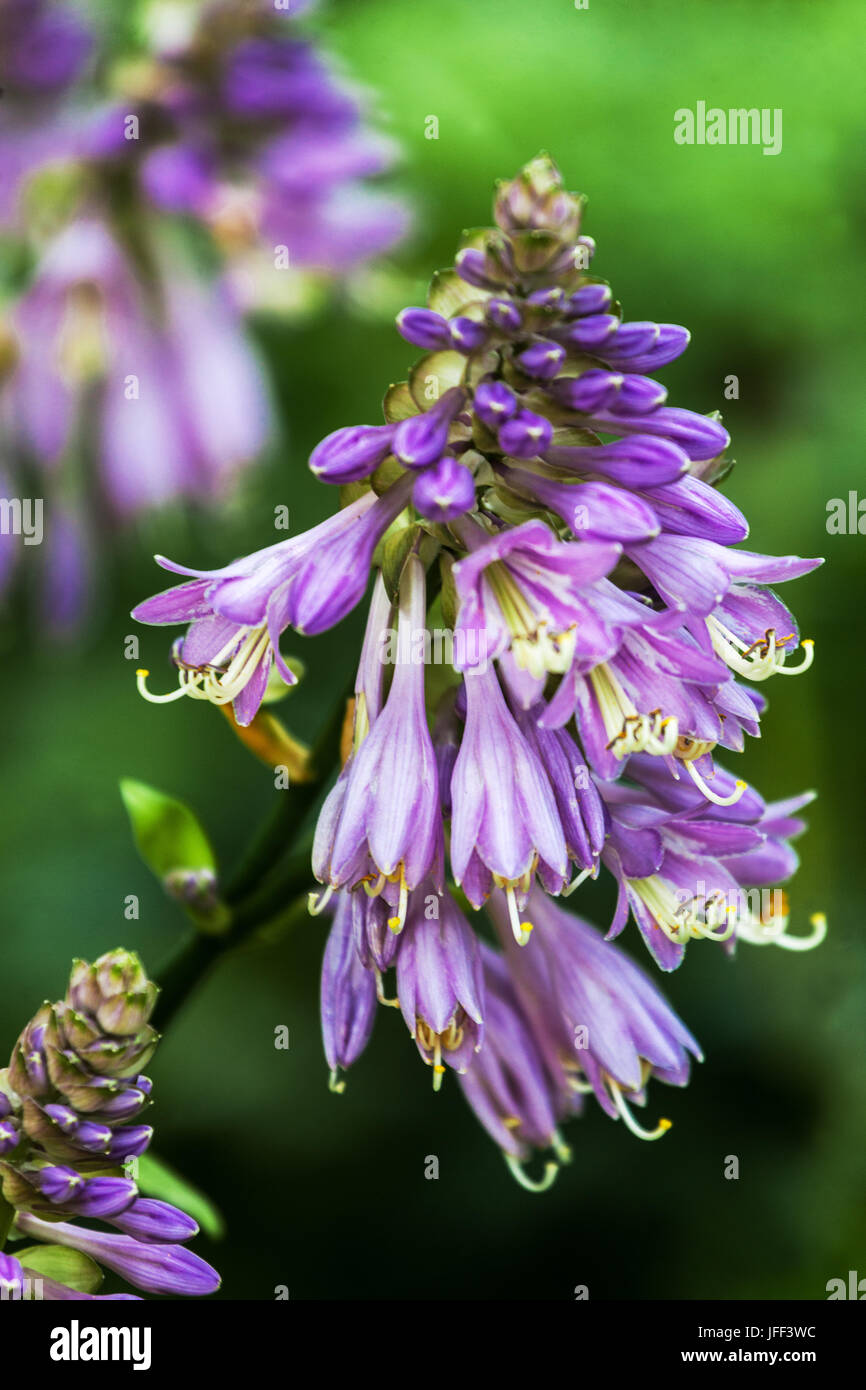Hosta flowers, close up flower beautiful blossoms Flower bokeh, hosta ...
