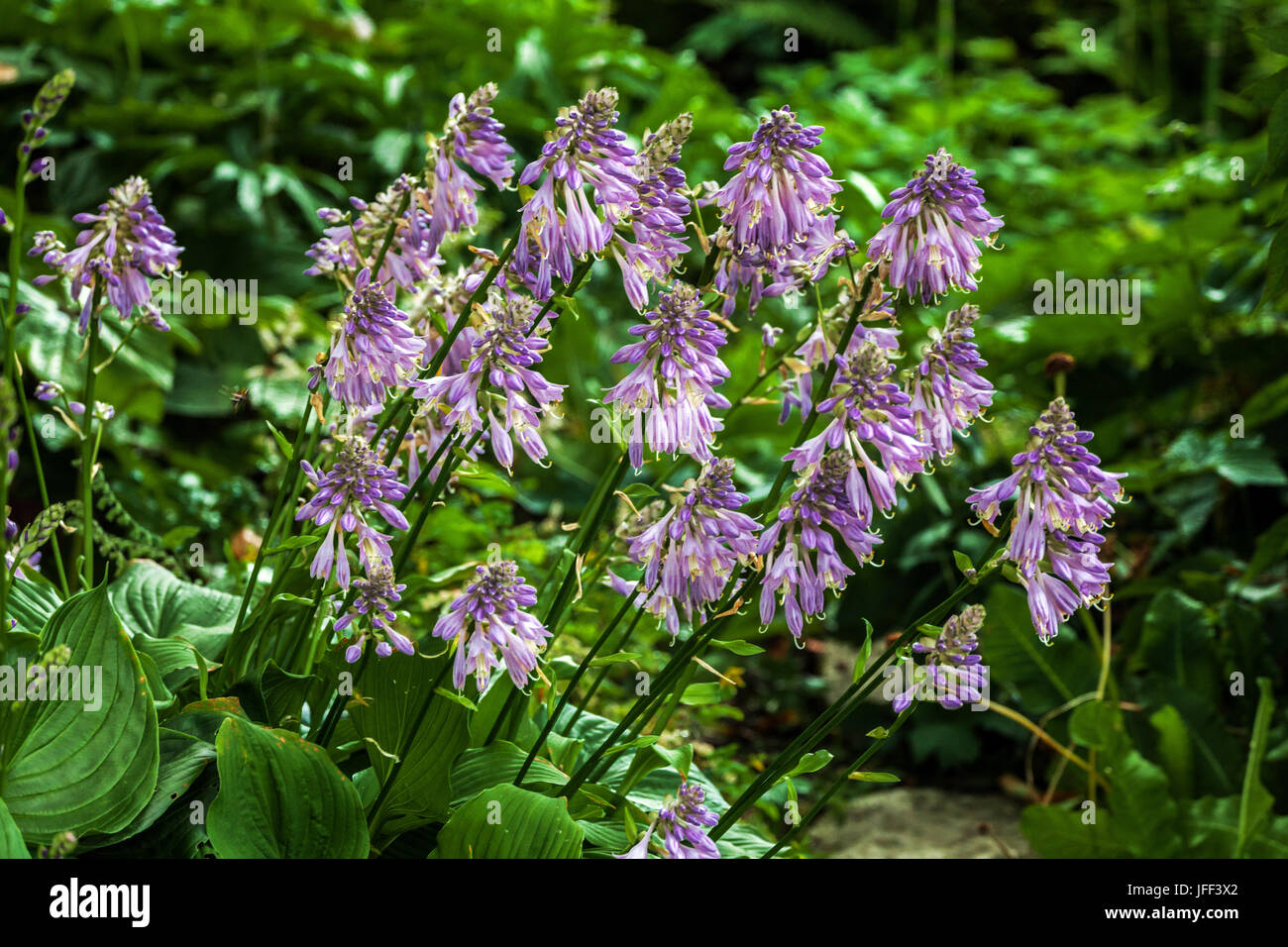 Hosta blue flowering, border garden shade parts Stock Photo - Alamy