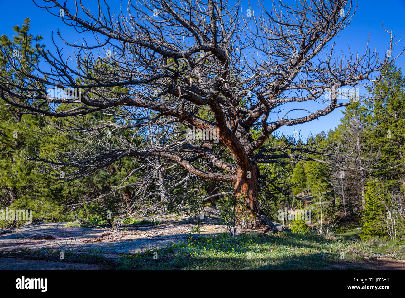 Leafless giant tree hi-res stock photography and images - Alamy