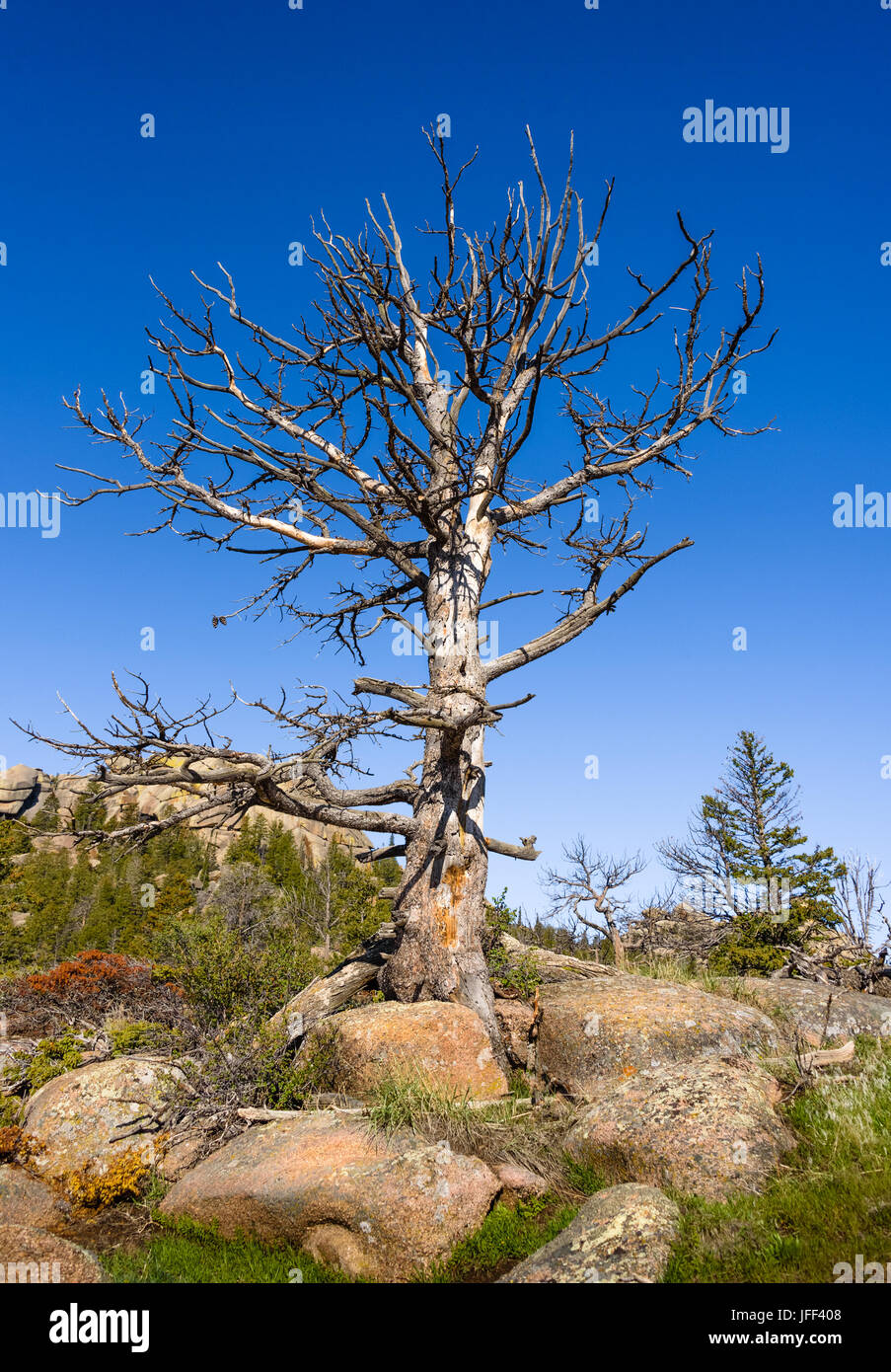 Closeup of a dead tree on rocks, high altitude in the mountain woods ...