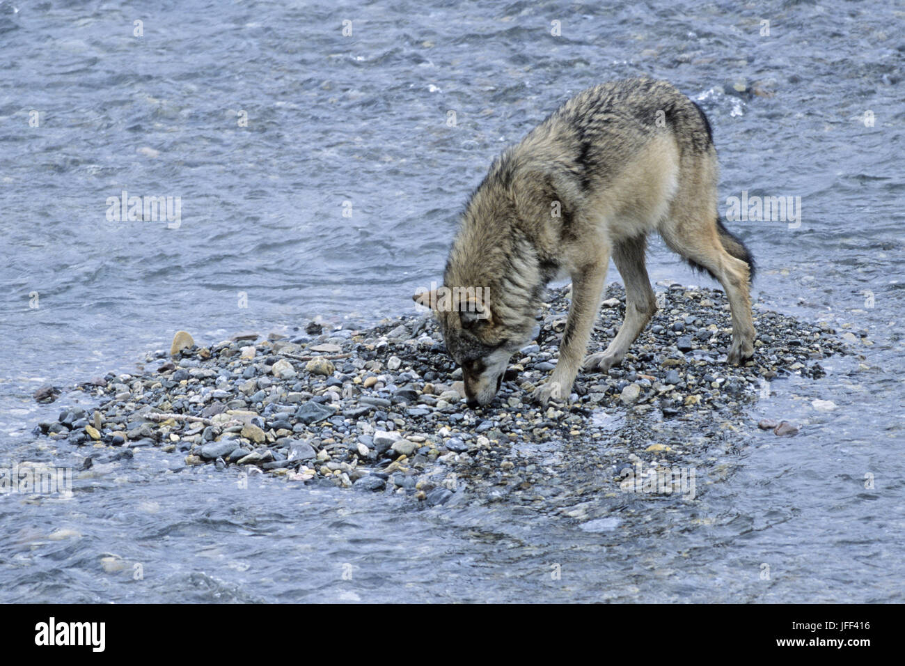 Wolf grizzly bear gray hi-res stock photography and images - Alamy