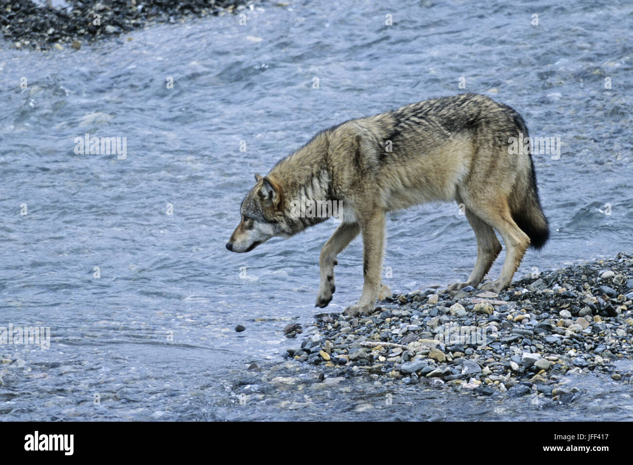 Wolf near a caribou kill Stock Photo - Alamy