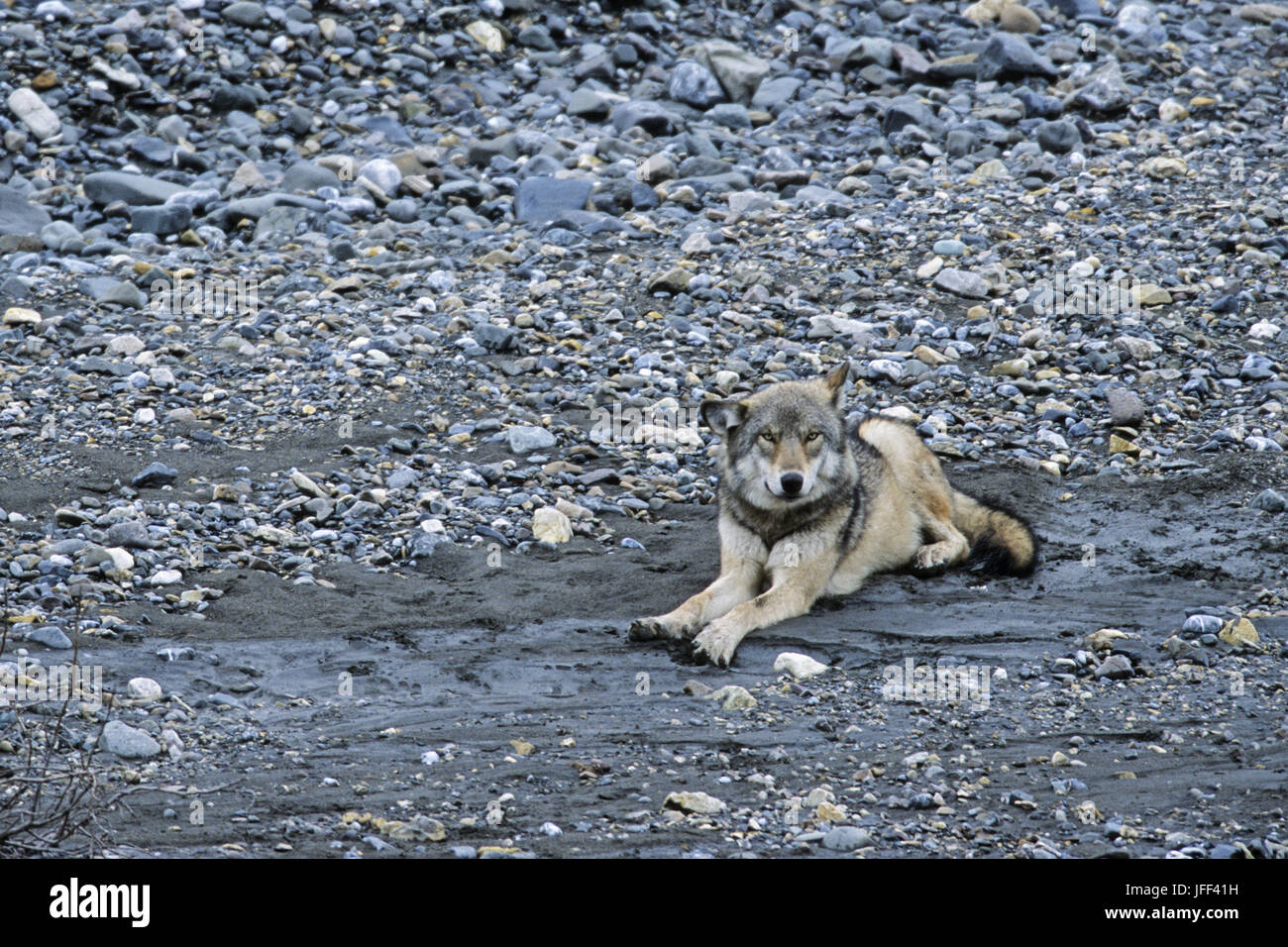 Wolf in Alaska / Canis lupus Stock Photo - Alamy