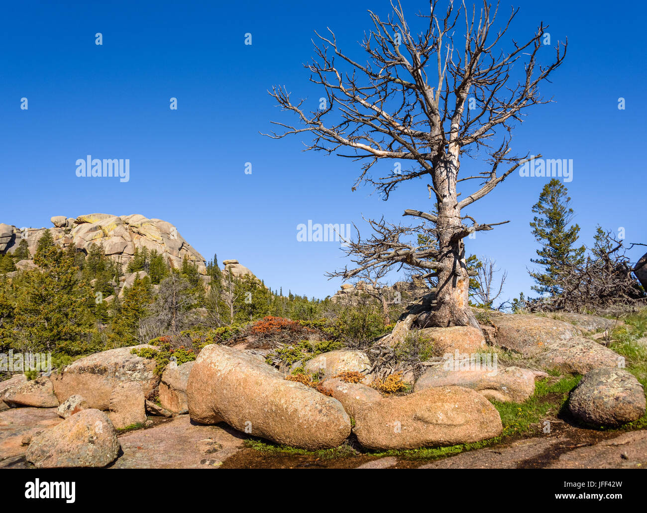 Solitary, giant dead tree on rocks, high altitude in the mountain woods ...