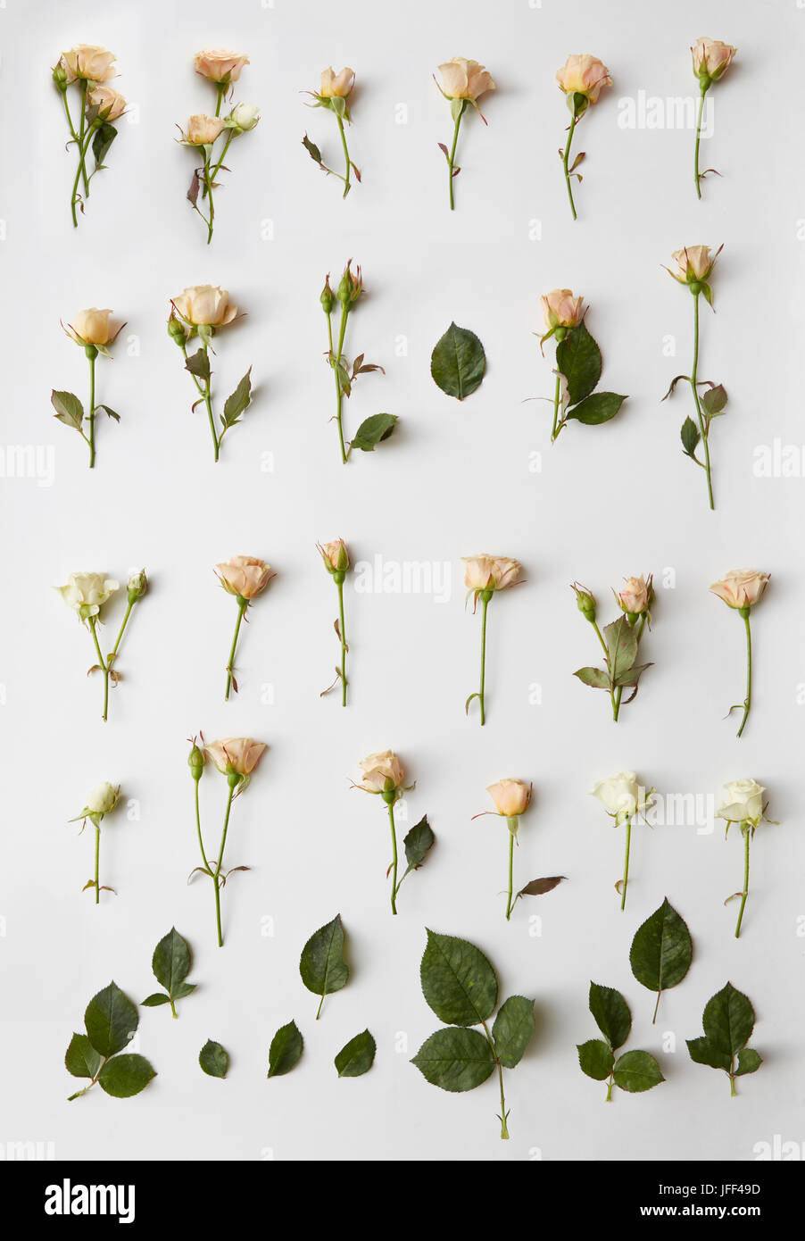 background of roses Stock Photo - Alamy