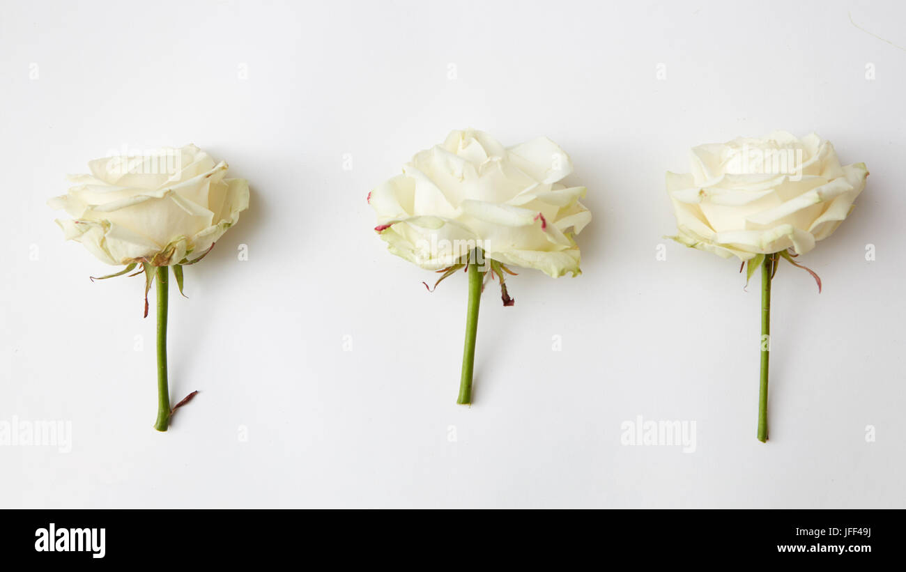 Three beautiful hi-res stock photography and images - Alamy