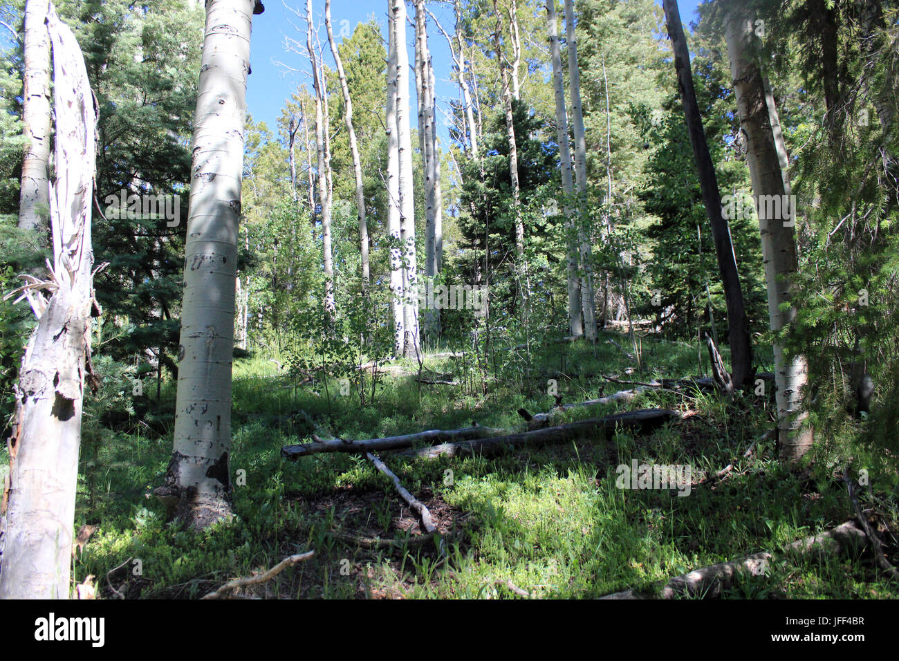 Trees can be seen everywhere Stock Photo - Alamy